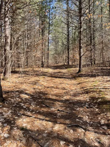 Best Views Trails in Hartwick Pines State Park | AllTrails