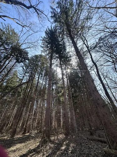 Best Trail Running Trails in Lowden-Miller State Forest | AllTrails