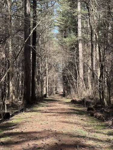 Best Trail Running Trails in Lowden-Miller State Forest | AllTrails