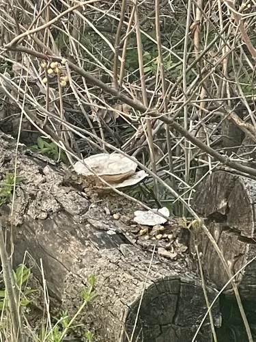 Best Hikes and Trails in Springfield Park | AllTrails