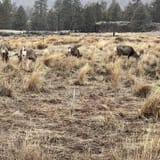 Riley Ranch Trails, Oregon - 391 Reviews, Map | AllTrails