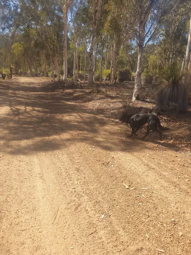 Best Hikes and Trails in Dawn Atwell Reserve | AllTrails