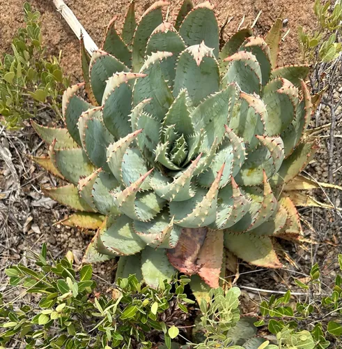 Best Hikes and Trails in Mooinooi | AllTrails