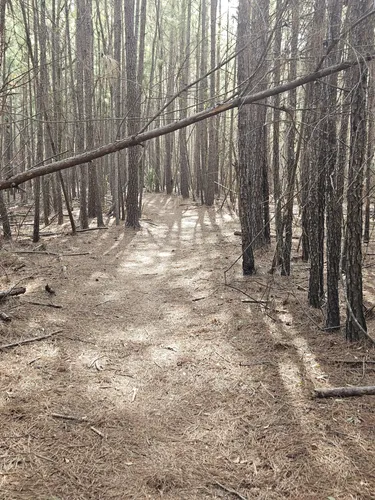 Best Hikes and Trails in Harbison State Forest | AllTrails