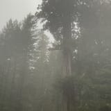 Lady Bird Johnson Grove Trail, California - 3,797 Reviews, Map | AllTrails