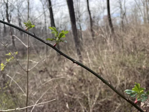 Best Hikes and Trails in Bowie Mill Park | AllTrails