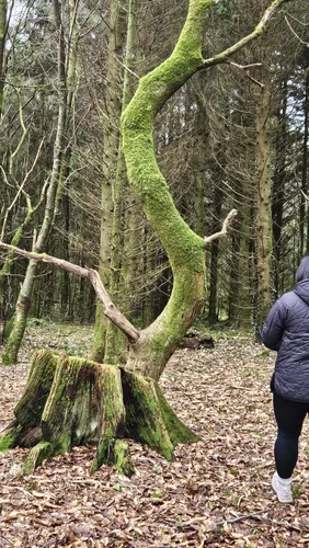 Best Hikes and Trails in Deerpark Forest | AllTrails