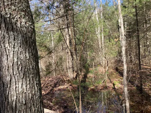 Best Hikes and Trails in Wrentham State Forest | AllTrails