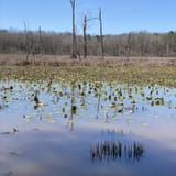 Lake Conestee Nature Park Loop, South Carolina - 1,322 Reviews, Map ...