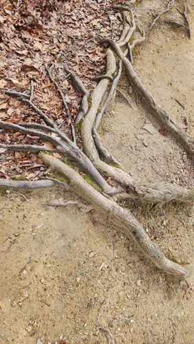 Best Hikes and Trails in Lake Ridge Community Park | AllTrails