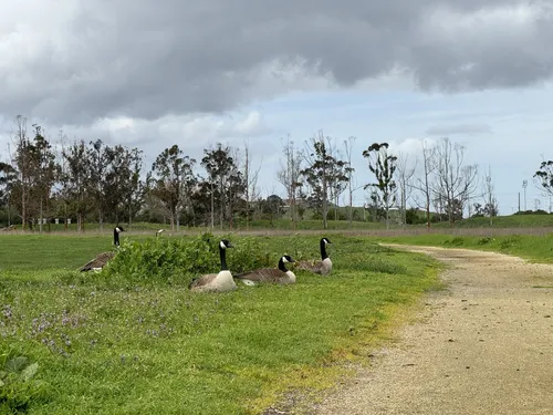 Best Hikes and Trails in Sunnyvale Baylands Park | AllTrails