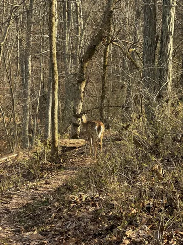 Best River Trails in Barboursville City Park | AllTrails