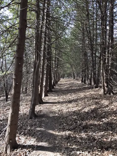 Best Forest Trails in Decorah | AllTrails