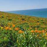 Point Buchon Trail, California - 608 Reviews, Map | AllTrails
