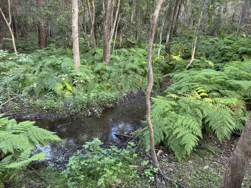 Best Hikes and Trails in Raven Street Reserve | AllTrails