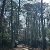 Redden State Forest Loop, Delaware - 368 Reviews, Map | AllTrails