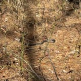 Redden State Forest Loop, Delaware - 368 Reviews, Map | AllTrails