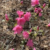 Heath Lake Loop, Georgia - 413 Reviews, Map | AllTrails