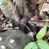 Reef Bay Trail, Saint John, US Virgin Islands - 1,089 Reviews, Map ...