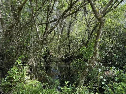 Best Hikes and Trails in Fakahatchee Strand Preserve State Park | AllTrails