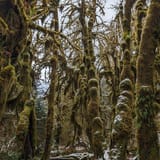 Hall of Mosses Trail, Washington - 5,297 Reviews, Map | AllTrails
