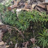 Luton Park Trail, Michigan - 1,083 Reviews, Map | AllTrails