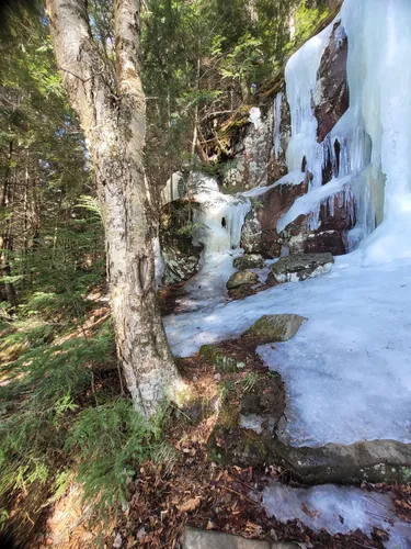 Best River Trails in Limberlost Forest and Wildlife Reserve | AllTrails