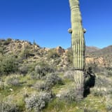 Dixie Mine Trail, Arizona - 154 Reviews, Map | AllTrails