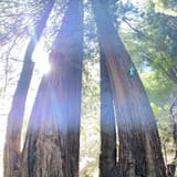 Bootjack Loop, California - 1,797 Reviews, Map | AllTrails