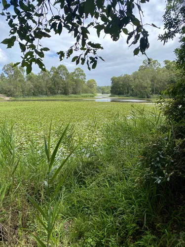 Best Hikes and Trails in Berrinba Wetlands | AllTrails