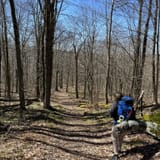 Old Loggers Path, Pennsylvania - 664 Reviews, Map | AllTrails