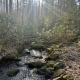 Cosby Nature Trail, Tennessee - 550 Reviews, Map | AllTrails