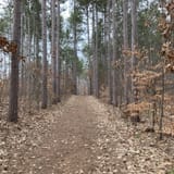 Machickanee Forest Northwest Loop, Wisconsin - 152 Reviews, Map | AllTrails