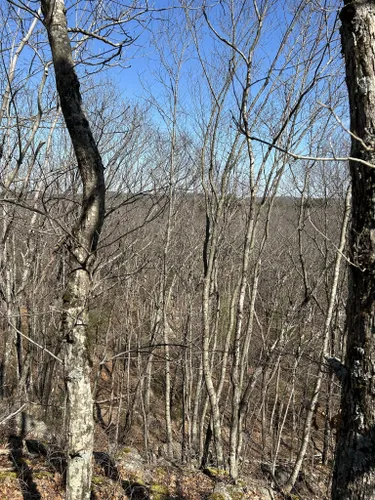 Best Hikes and Trails in Wrentham State Forest | AllTrails