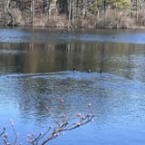 Burrage Pond Loop, Massachusetts - 444 Reviews, Map | AllTrails