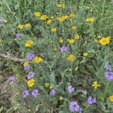 Cibolo Creek Main Trail, Texas - 566 Reviews, Map | AllTrails