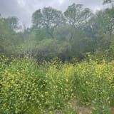 Cibolo Creek Main Trail, Texas - 667 Reviews, Map | AllTrails