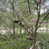 Cibolo Creek Main Trail, Texas - 578 Reviews, Map | AllTrails