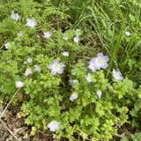 Cibolo Creek Main Trail, Texas - 578 Reviews, Map | AllTrails