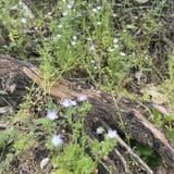 Cibolo Creek Main Trail, Texas - 667 Reviews, Map | AllTrails