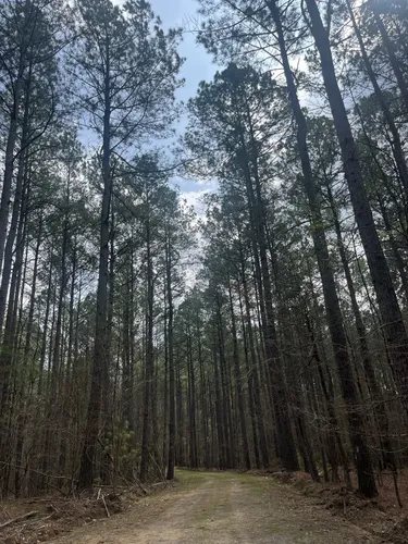 Best Lake Trails in Mountain Pine | AllTrails