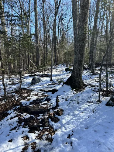 Best Forest Trails in Jay | AllTrails