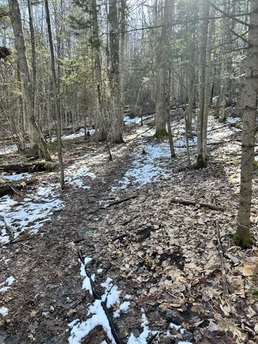 Best Forest Trails in Jay | AllTrails