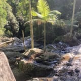 Greenes Falls, Rainforest Circuit and Cypress Grove Track, Queensland ...