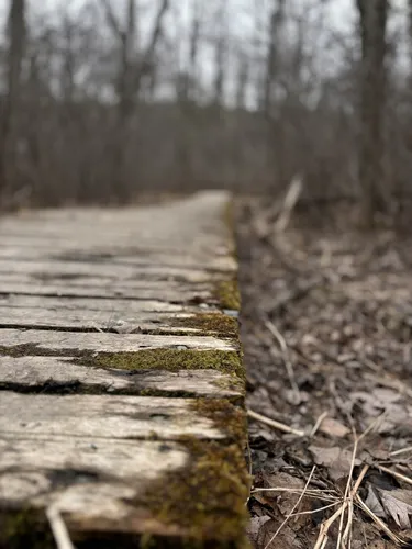 Best Hikes and Trails in Pinhey Forest | AllTrails