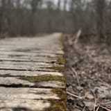 Pinhey Forest 31 Trail, Ontario, Canada - 616 Reviews, Map | AllTrails