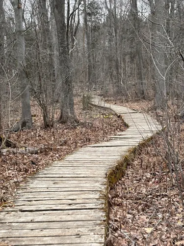 Best Forest Trails in Pinhey Forest | AllTrails