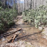 Bear Creek and Pinhoti Loop, Georgia - 603 Reviews, Map | AllTrails