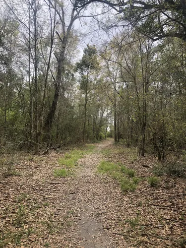 Best Hikes and Trails in Wolf River Preserve | AllTrails