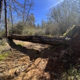 Olmstead Loop and Wendell Robie Trail, California - 2,926 Reviews, Map ...